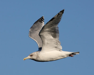 Chris Gibbins - gulls & birds: Adult Vega Gull wing-tip patterns