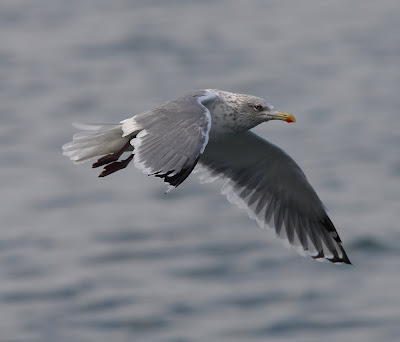 Chris Gibbins - gulls & birds: Adult Vega Gull wing-tip patterns