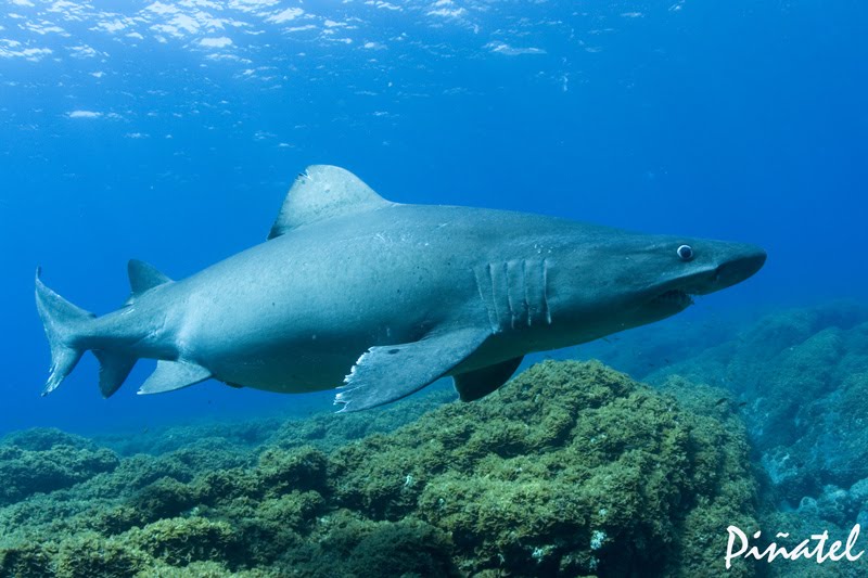 Fotosub apnea, Fotografía submarina en apnea de Piñatel. Underwater ...