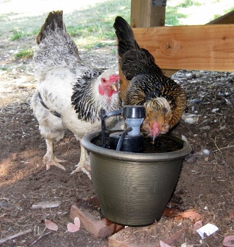 Homemade Automatic Chicken Waterer | Loomis Living
