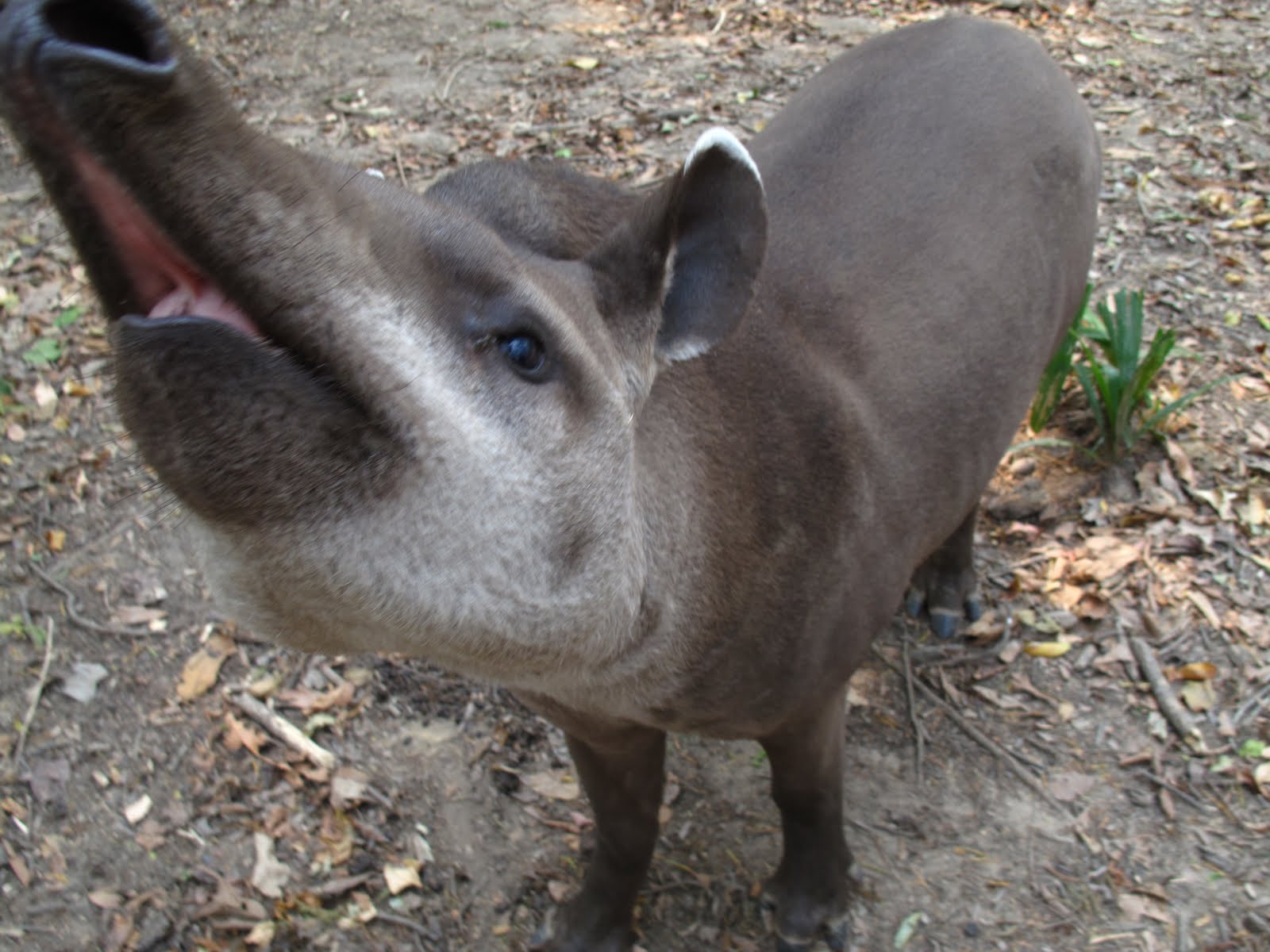 Carlito Treks: Parque Ambue Ari
