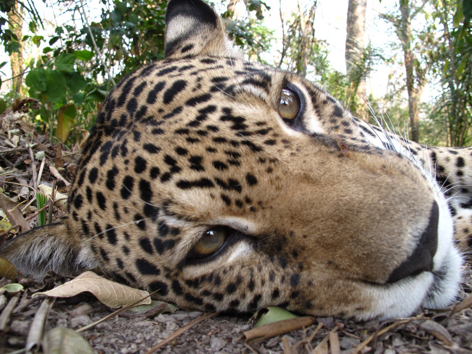Carlito Treks: Parque Ambue Ari