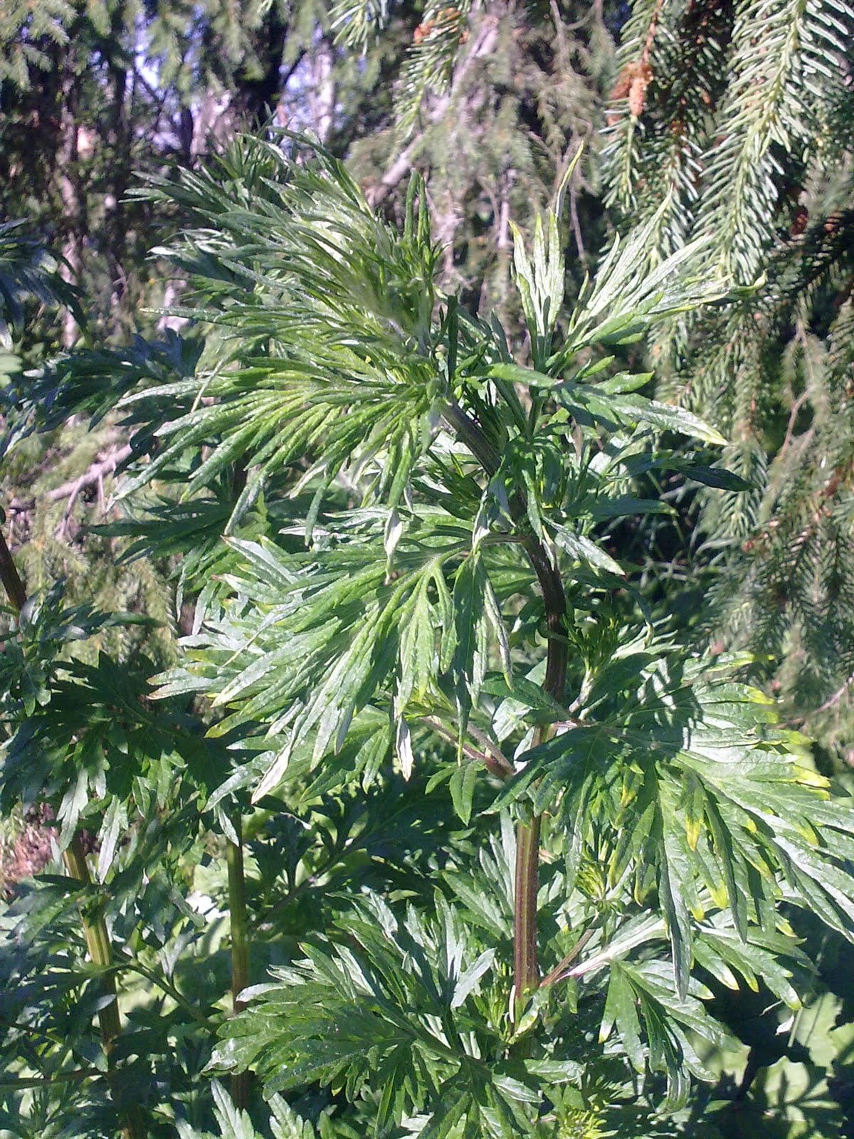 Hageflekken: Burot, reinfann og kjerringrokk