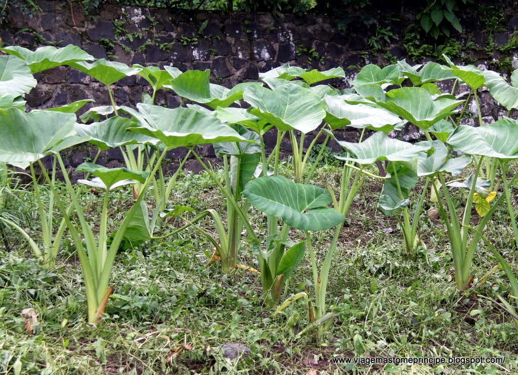 Viagem a S. Tomé e Príncipe: Frutos