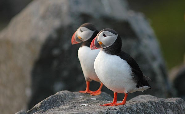 Diena po dienos: 15 savaitė. Lyja... ir mormonai