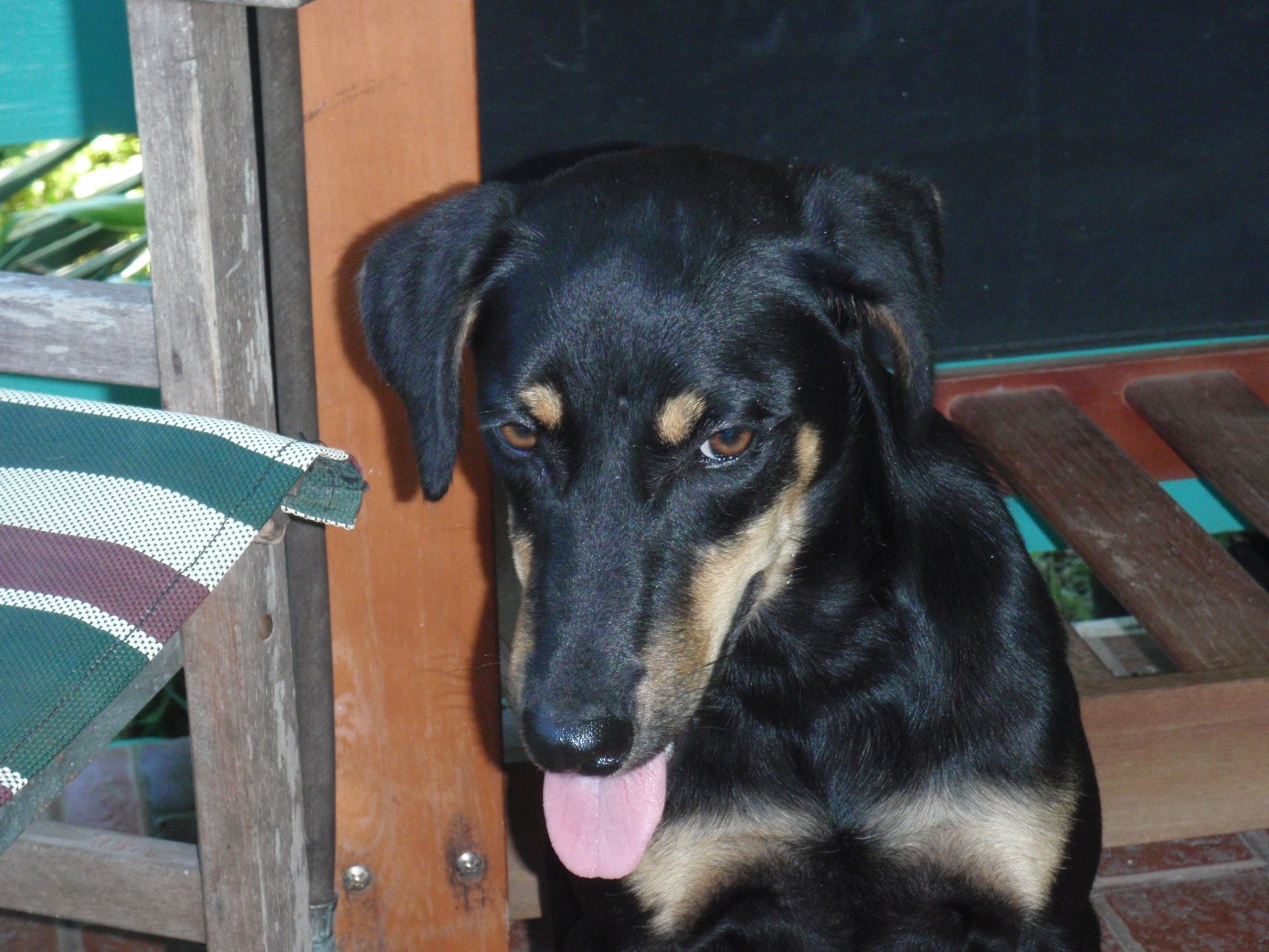 Help to Fiji Street dogs by The Flicka Foundation