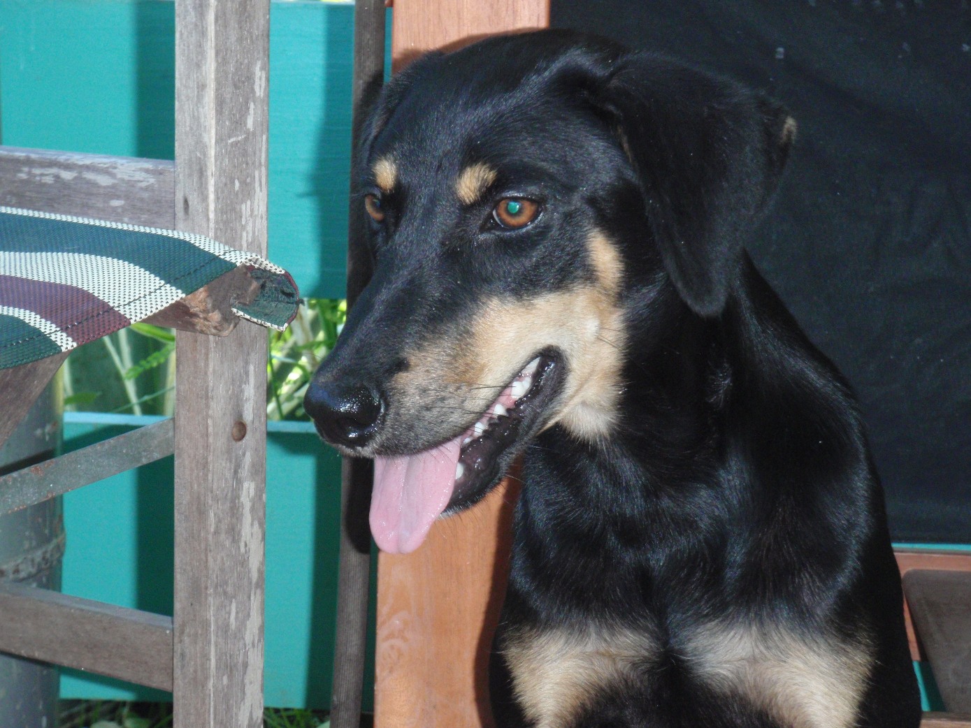 Help to Fiji Street dogs by The Flicka Foundation