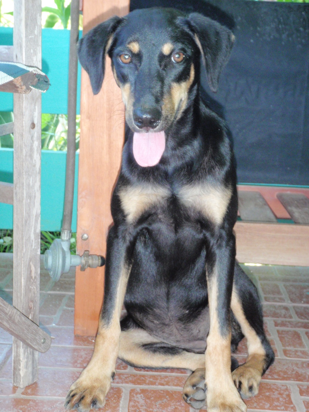 Help to Fiji Street dogs by The Flicka Foundation