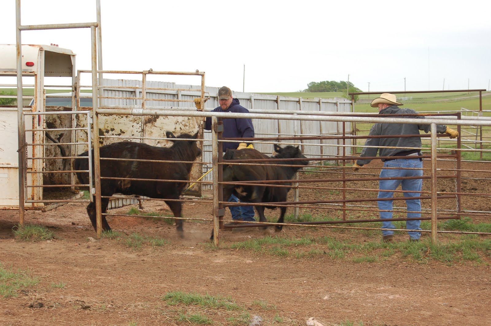 The Farmer's Wife: Loading Cattle to be Taken To The Feed Lots