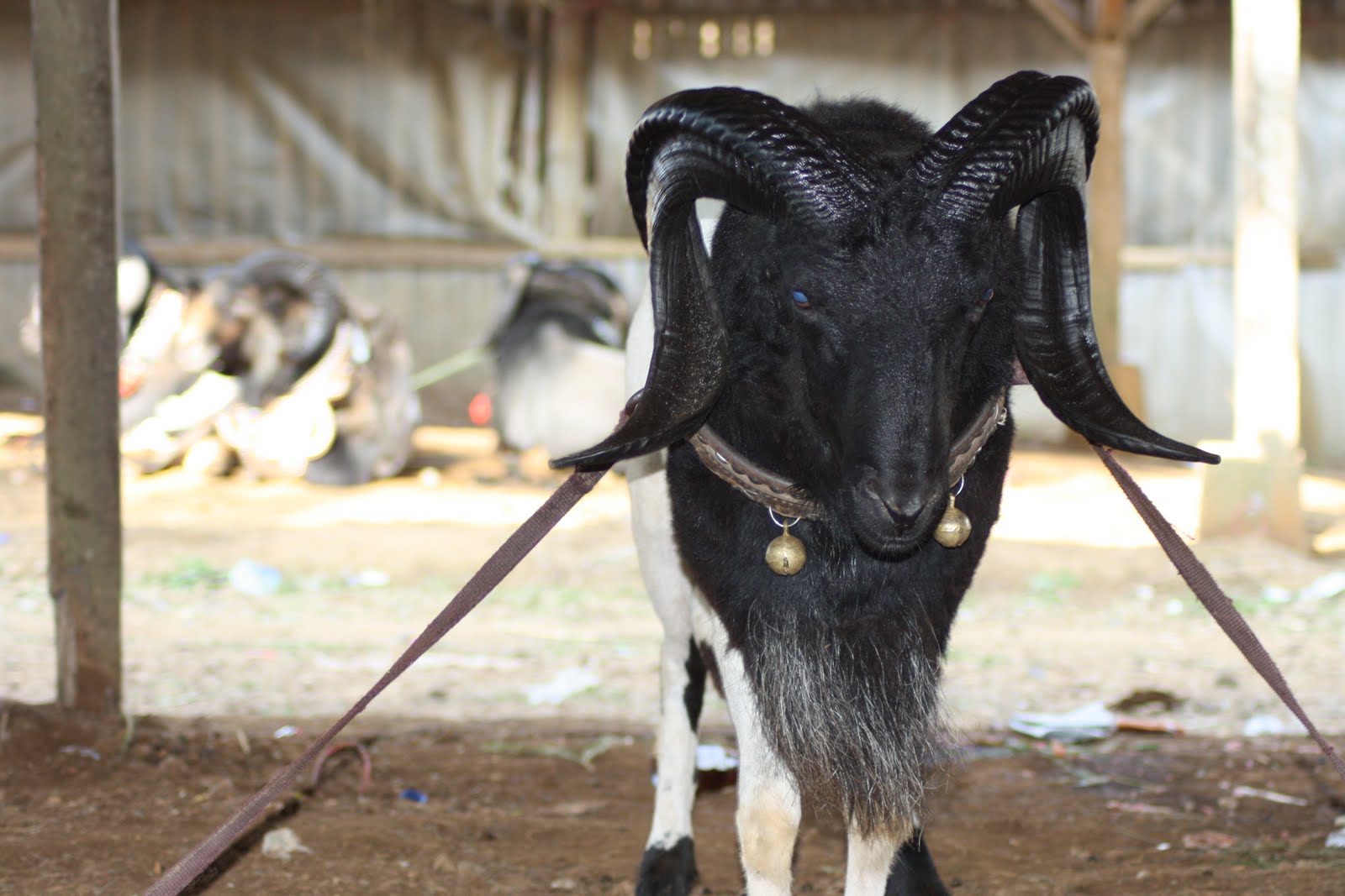 Domba Garut JENDRAL Group: Domba Garut