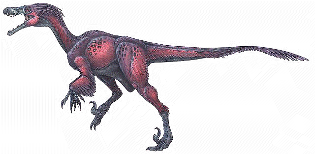 Tsunosaurus: Velociraptor (DESATUALIZADO)