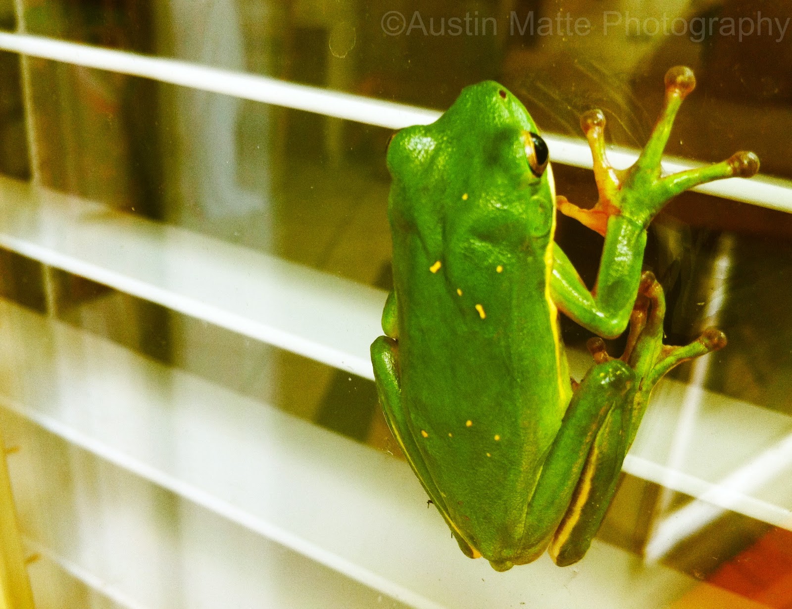 Austin Matte Photography