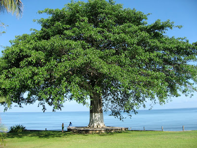 love and black tanks: Paraiso Miramar Hotel/RV Park, San Blas