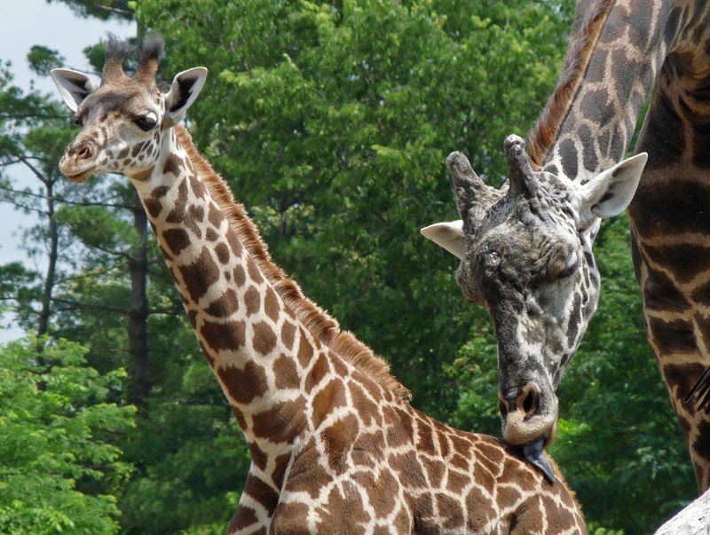 Life, Birding, Photos and Everything: Giraffes and Vultures at the Zoo