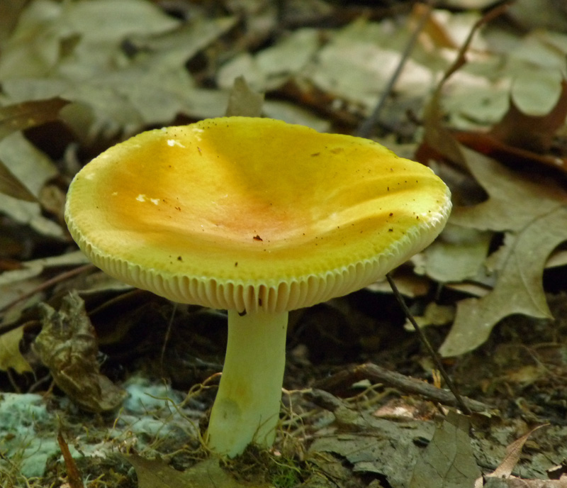 Life, Birding, Photos and Everything: Summer Flowers and Orchids?