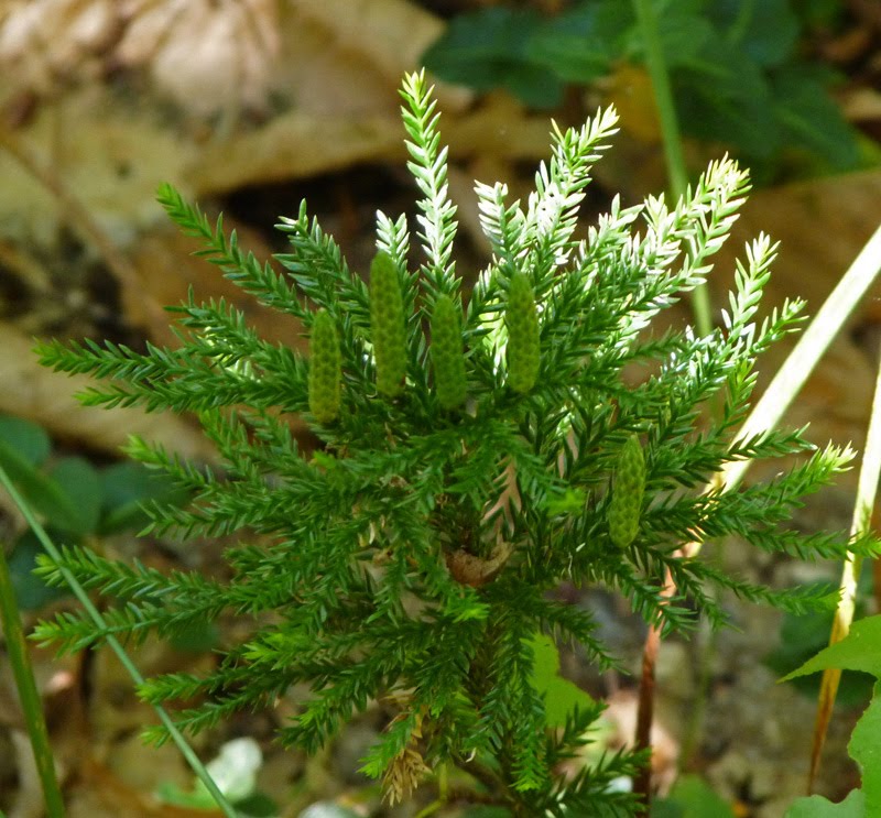 Life, Birding, Photos and Everything: Summer Flowers and Orchids?