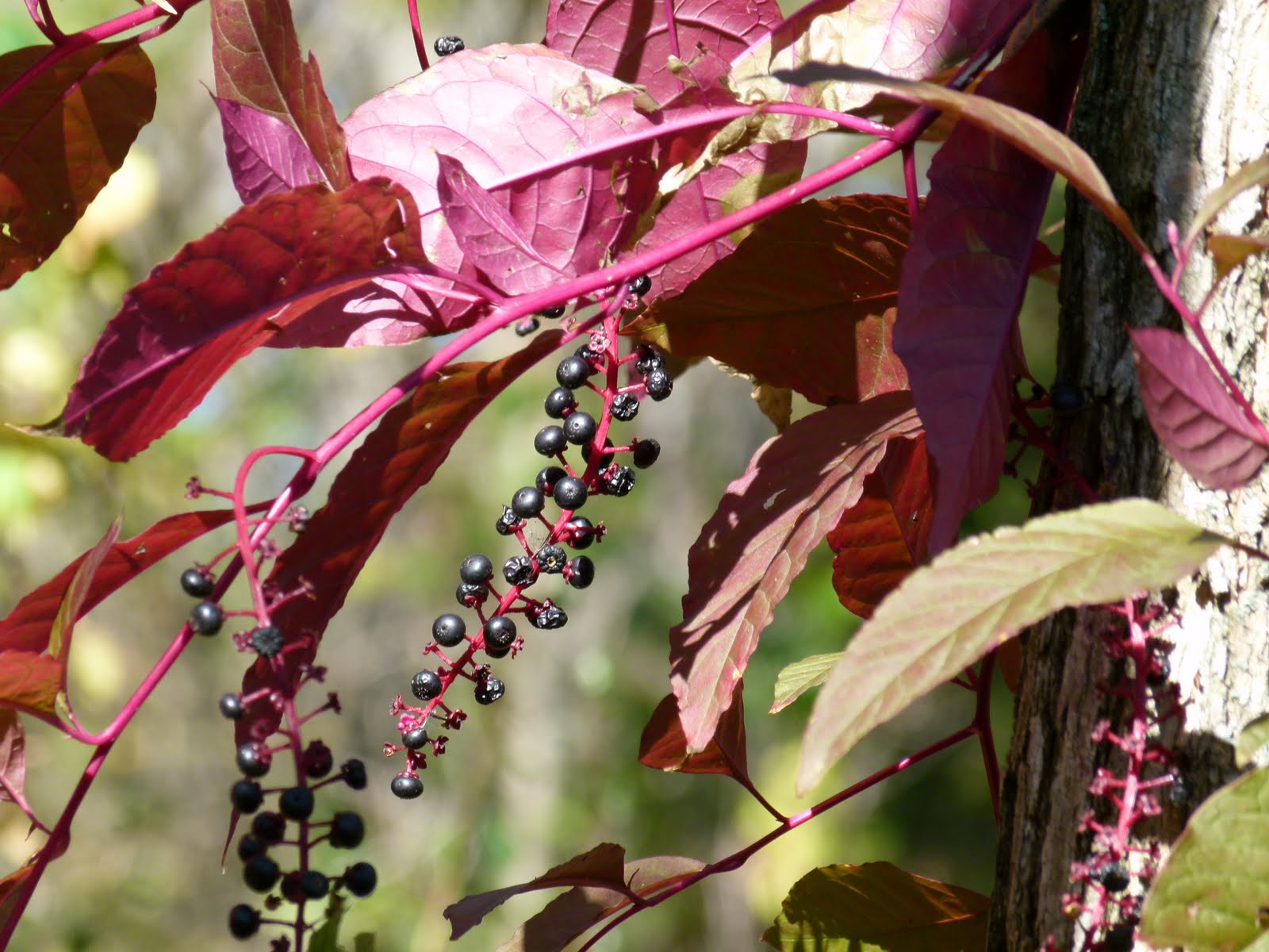 Life, Birding, Photos and Everything: Blue Skies