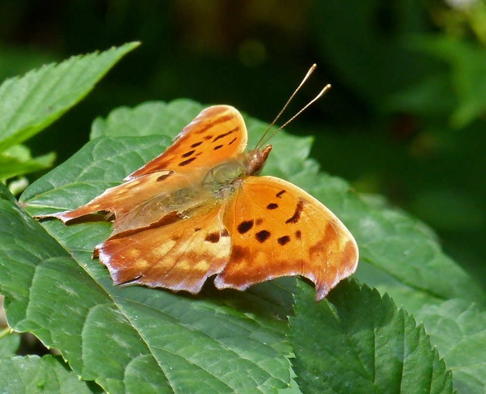 Amazing Animals 2: 12 Rare-Sighted And Appealing Butterfly Species