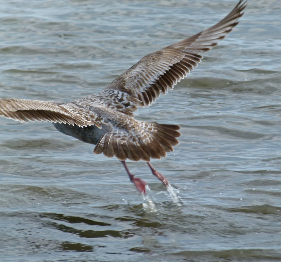 Life, Birding, Photos and Everything: What Did You Learn Today?