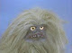 Angry Puppet