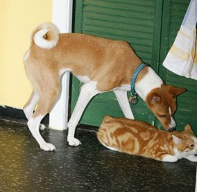 Basenji Rescue and Transport Blog: Basenjis and Manx Cats