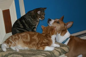 Basenji Rescue and Transport Blog: Basenjis and Manx Cats