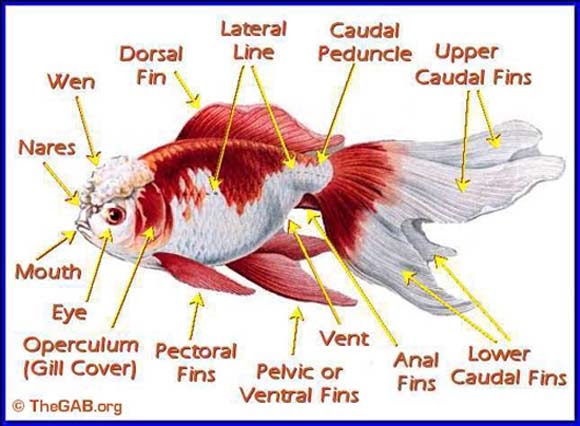Curled Gill Goldfish