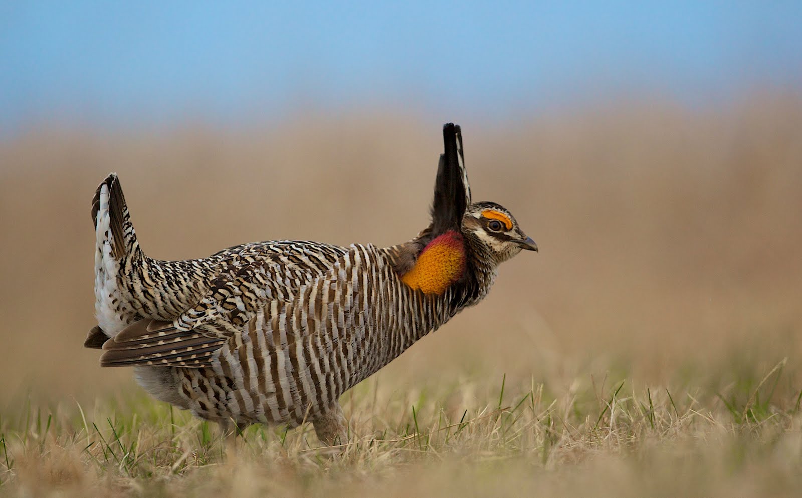 Robert Johnson Photography: Prairie Chicken Framed