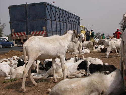 Dahra, la commune de mes réves.: Dahra, le plus grand marché ...
