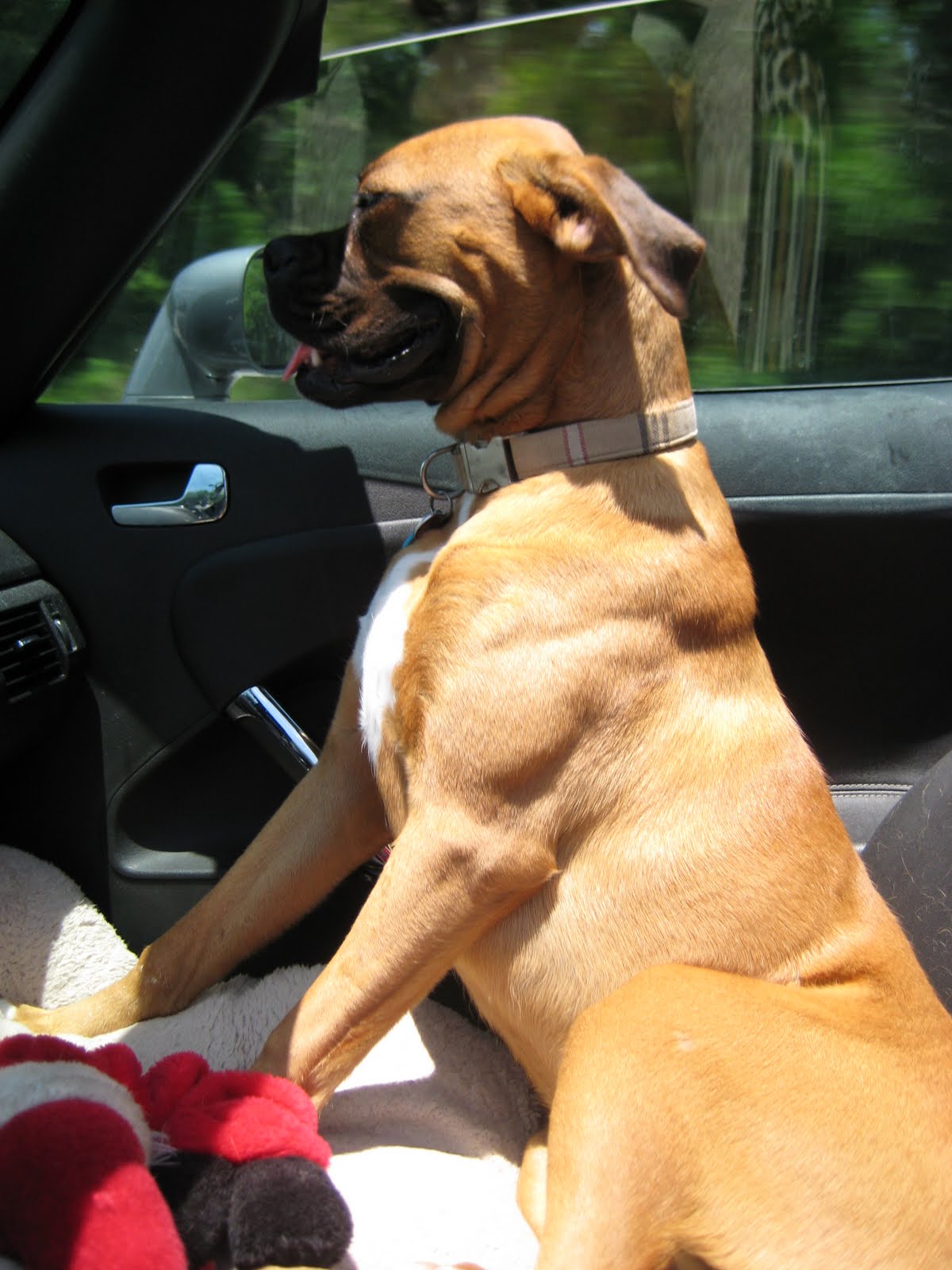 The Holmes Family Blog: !4 YEARS OLD IN DOG YEARS (10 months)