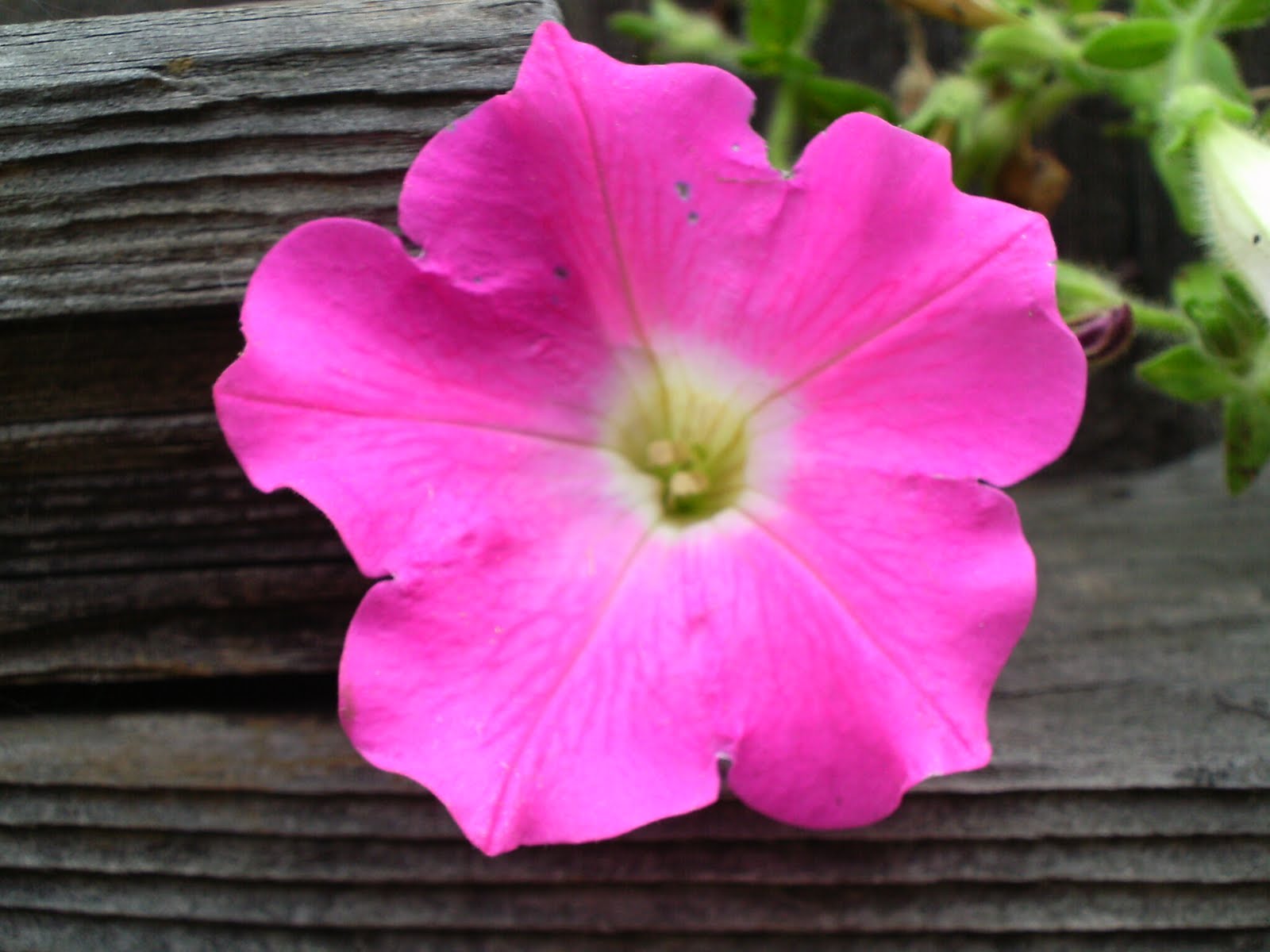 The Flower Challenge, Turning Real Life into Silk