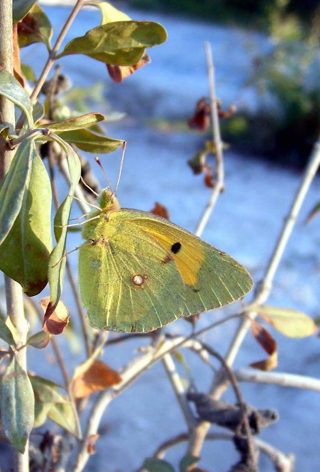 Nájera-Javi Manzanares: "Colia en el Najerilla" - Fotografía de Mari ...