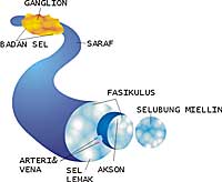 PHARMACIST BLOG: Sistem Saraf