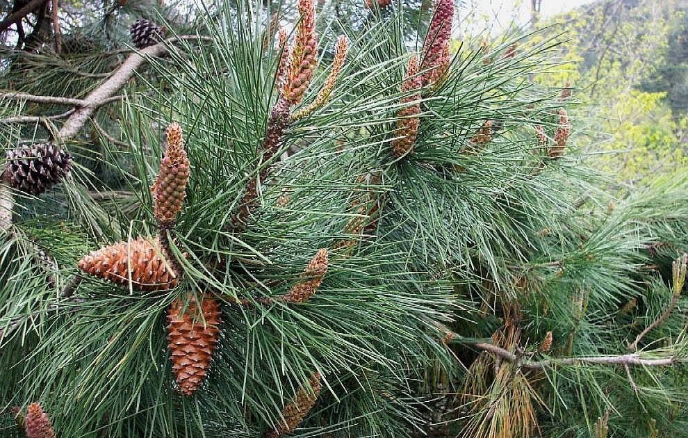 Las plantas y sus usos: Pino marítimo