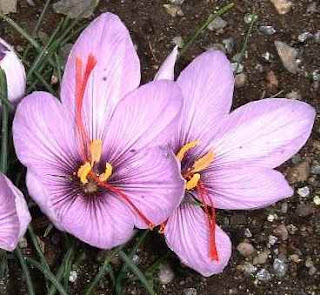 Las plantas y sus usos: Azafrán