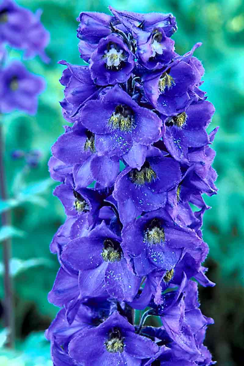 Todo sobre homeopatia: Staphysagria