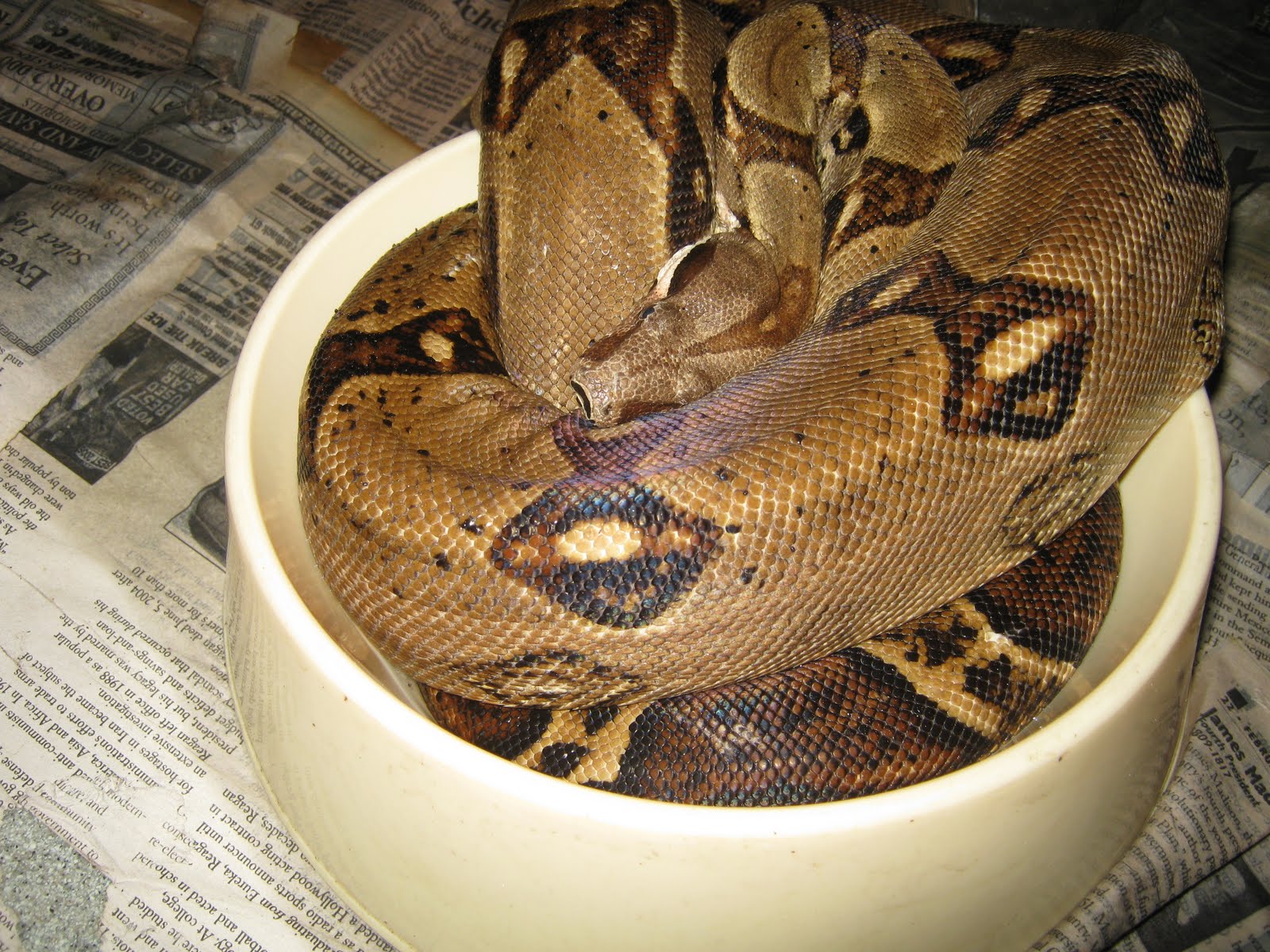 Columbian Boa: The Columbian Boa Constrictor