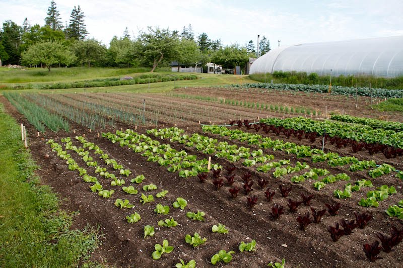 Growing the Growers Filming Trip: The Farm