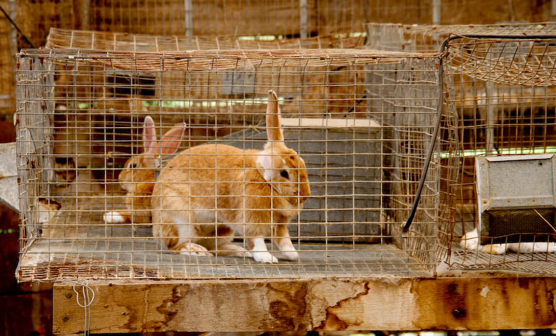 Growing the Growers Filming Trip: Rabbits