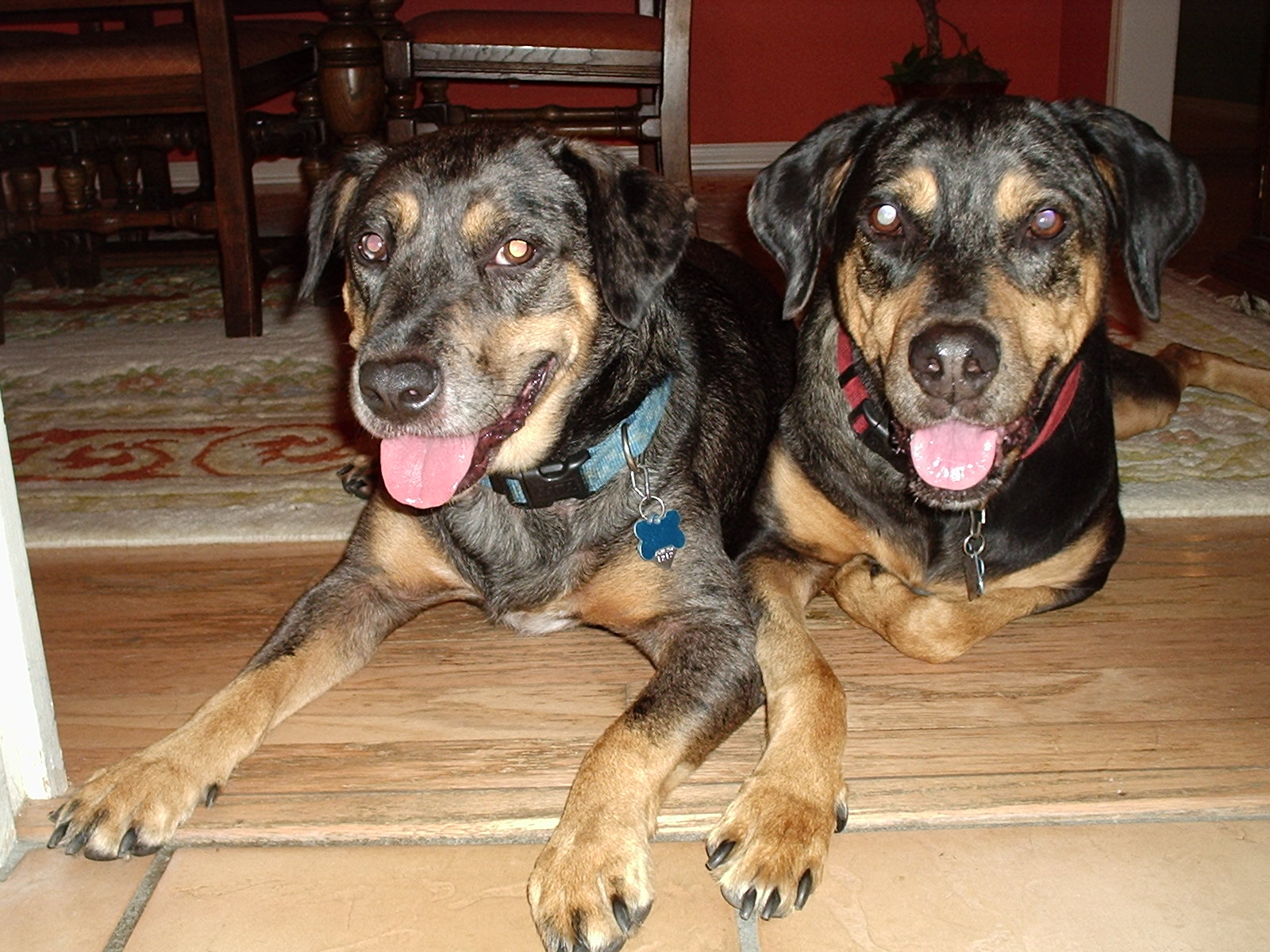 Catahoula Rottweiler Mix