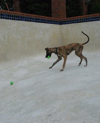 Greyhound Puppy Blog: Empty Pool and Puppy Teeth