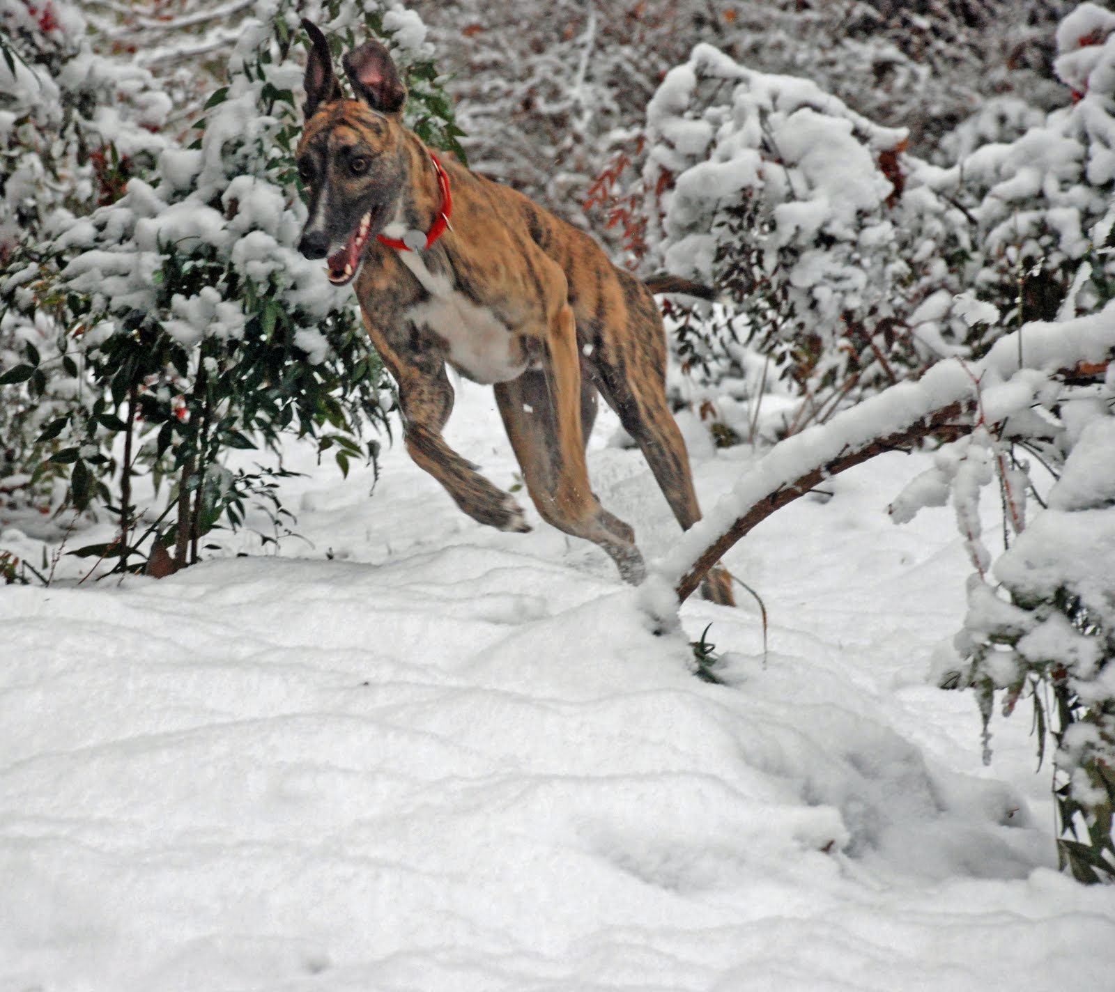Greyhound Puppy Blog: First Snow for Miles