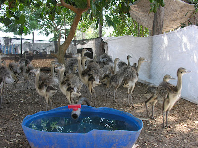 Criadero de Ñandu: La Cria