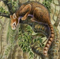 Historia, tecknat och annat: Miacis