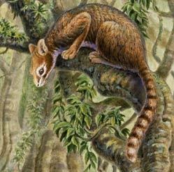 Historia, tecknat och annat: Miacis