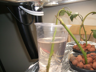 Aeroponic Sweet Potato Prototype: Day 15