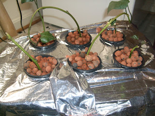 Aeroponic Sweet Potato Prototype: Day 16
