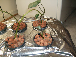 Aeroponic Sweet Potato Prototype: Day 16