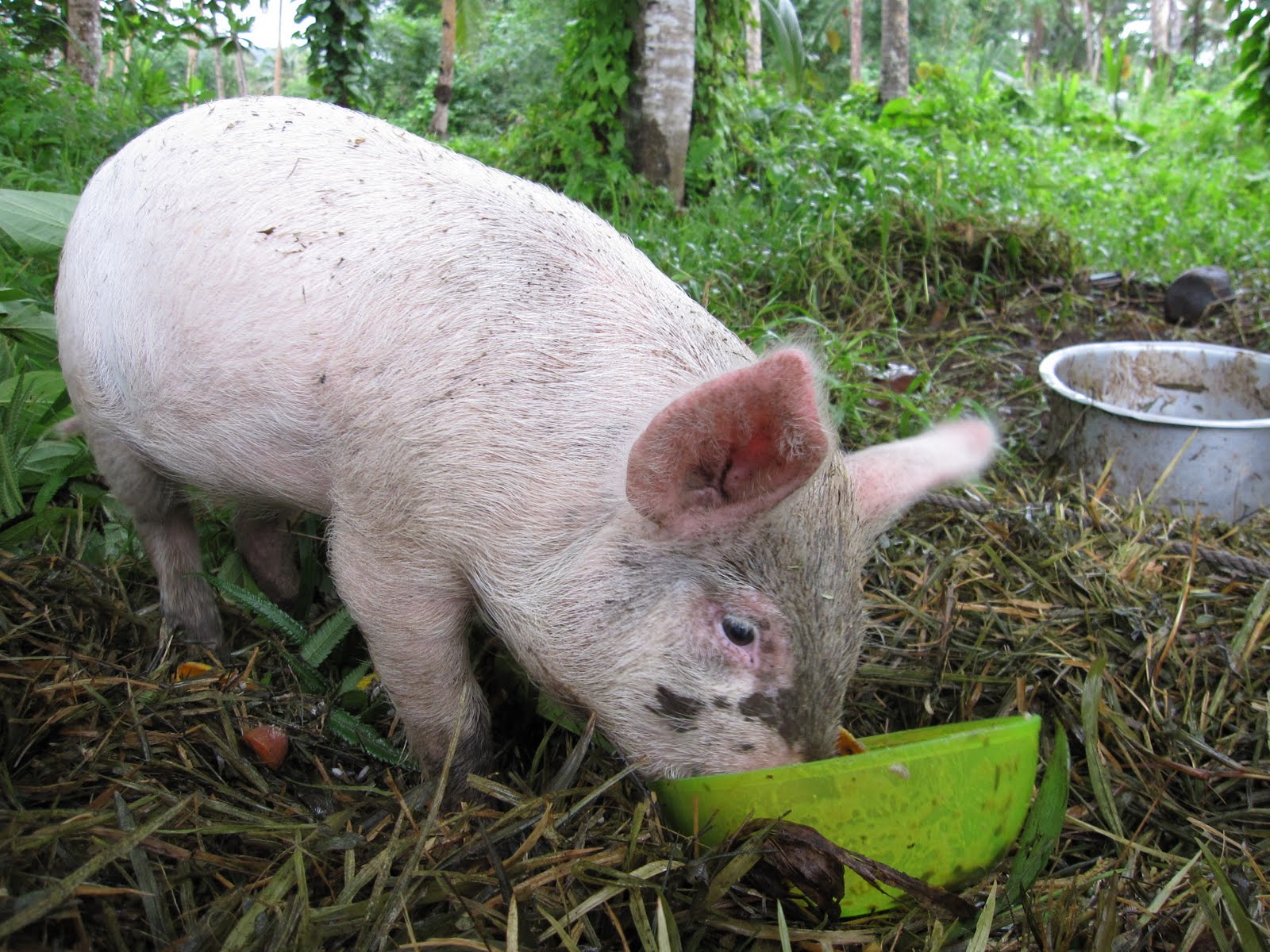 Life (and Fiji) is Calling: Meet the Critters