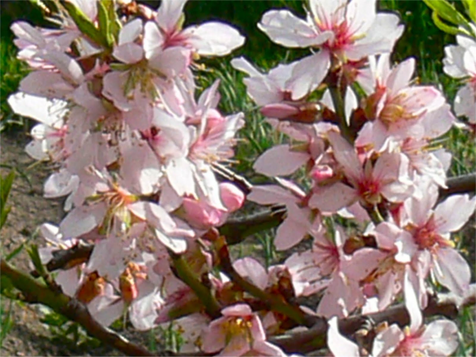 Tierra charra: Almendros en flor